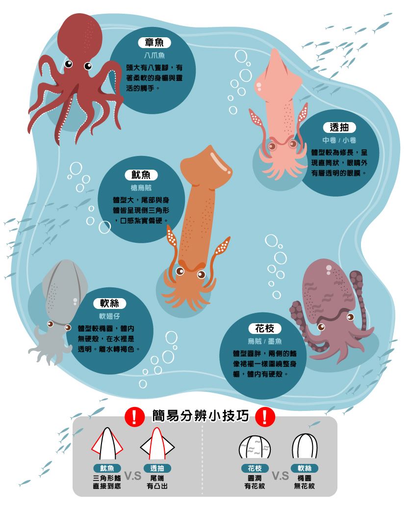 【究竟要如何分辨魷魚、透抽、花枝還有章魚呢】【how To Tell The Difference Between Squid Tout